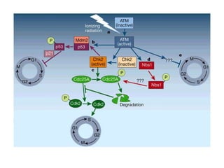 Radiosensitivity and the Cell Cycle - Chapter 4 jtl | PPT