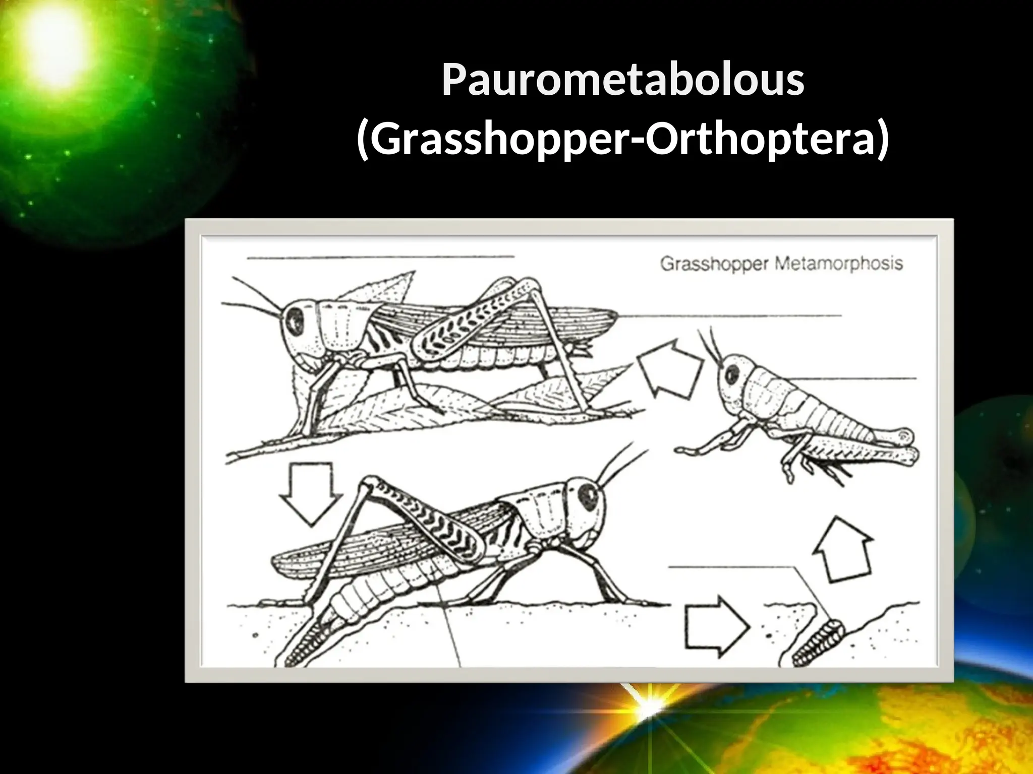 METAMORPHOSIS (1).ppt..................... | PPT
