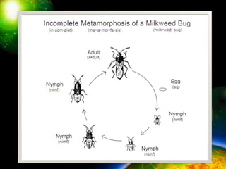 METAMORPHOSIS (1).ppt..................... | PPT