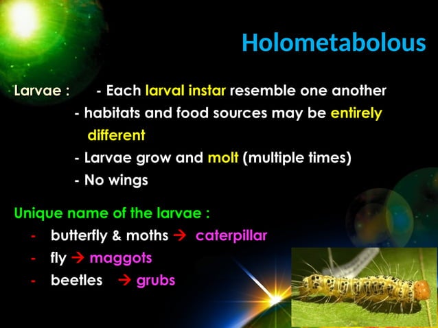 METAMORPHOSIS (1).ppt..................... | PPT