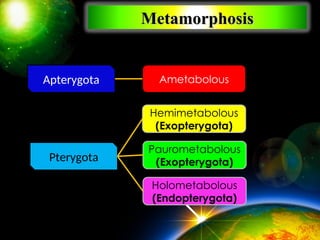 METAMORPHOSIS (1).ppt..................... | PPT