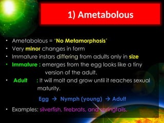 METAMORPHOSIS (1).ppt..................... | PPT