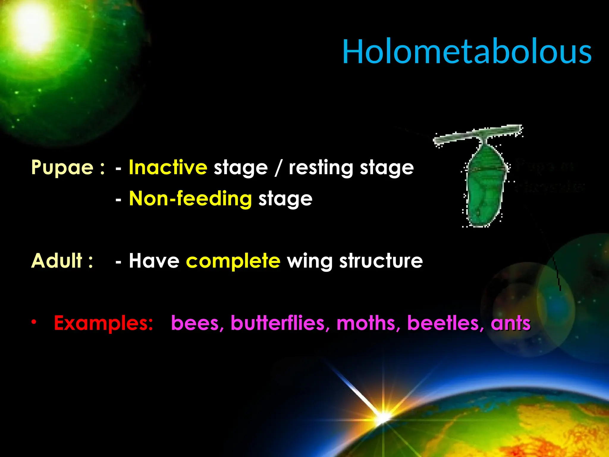 CHAPTER 4- METAMORPHOSIS (1).ppt........, | PPT