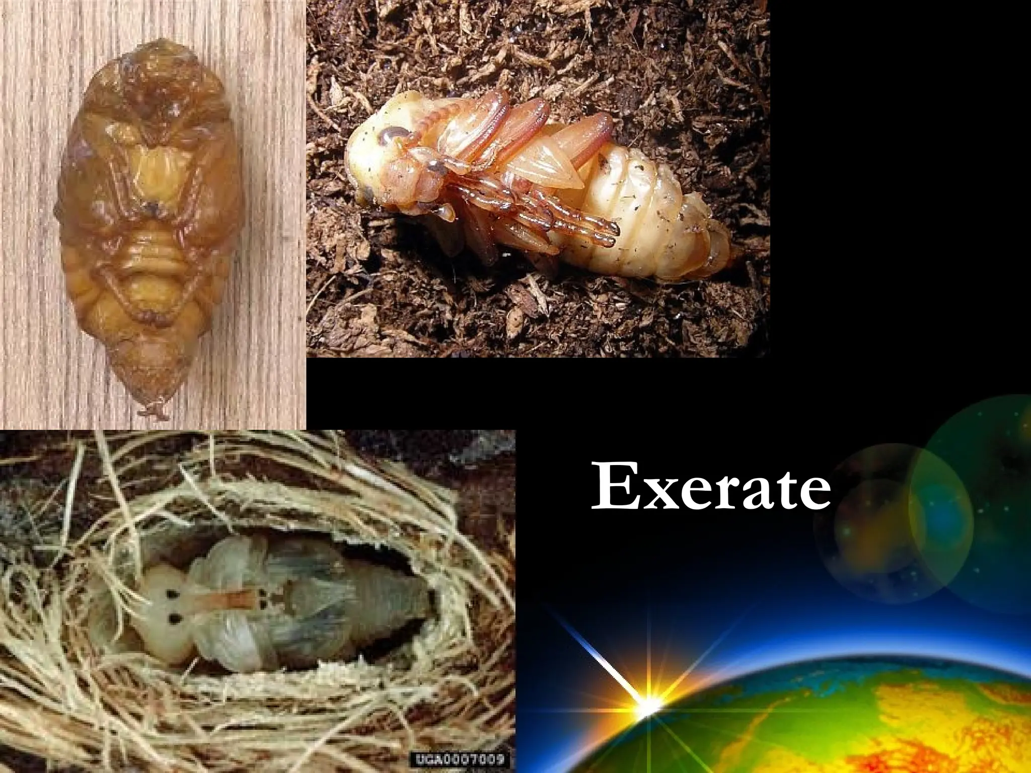 CHAPTER 4- METAMORPHOSIS (1).ppt........, | PPT