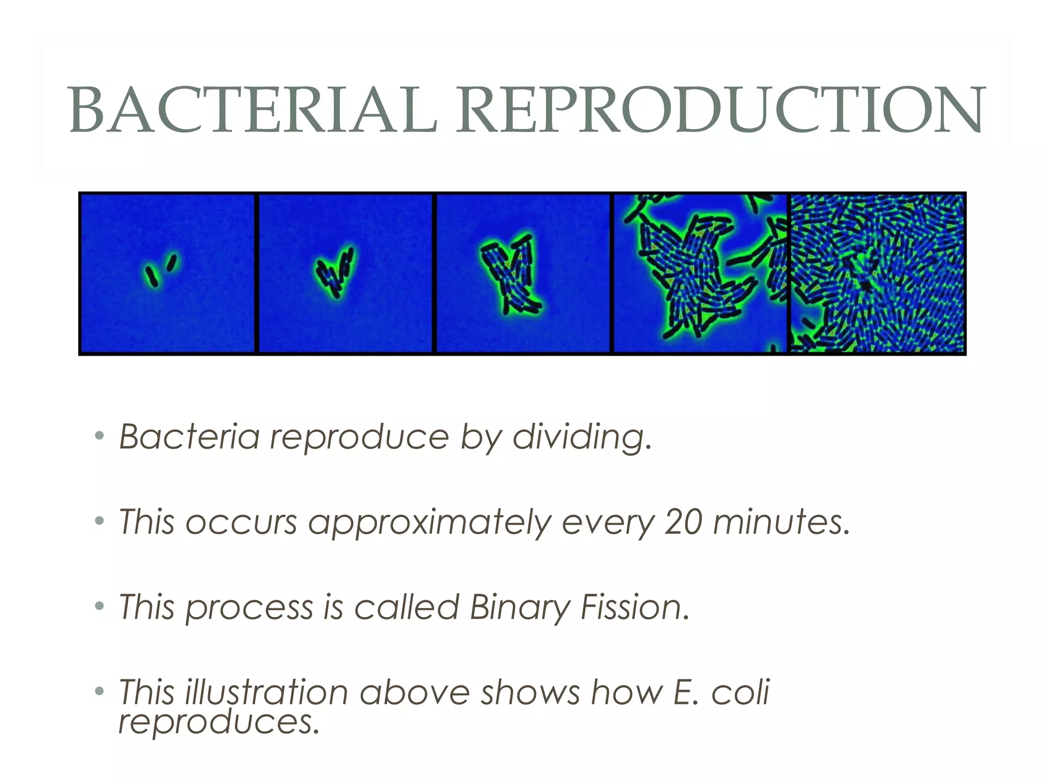 Chapter 4 microbiology | PPT