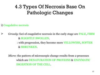 Necrosis | PPT | Digestive Disorders | Diseases and Conditions