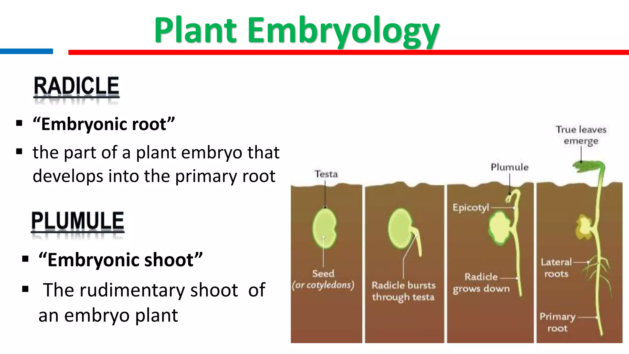 PRIMARY PLANT BODY (root, stem & leaves) | PPTX
