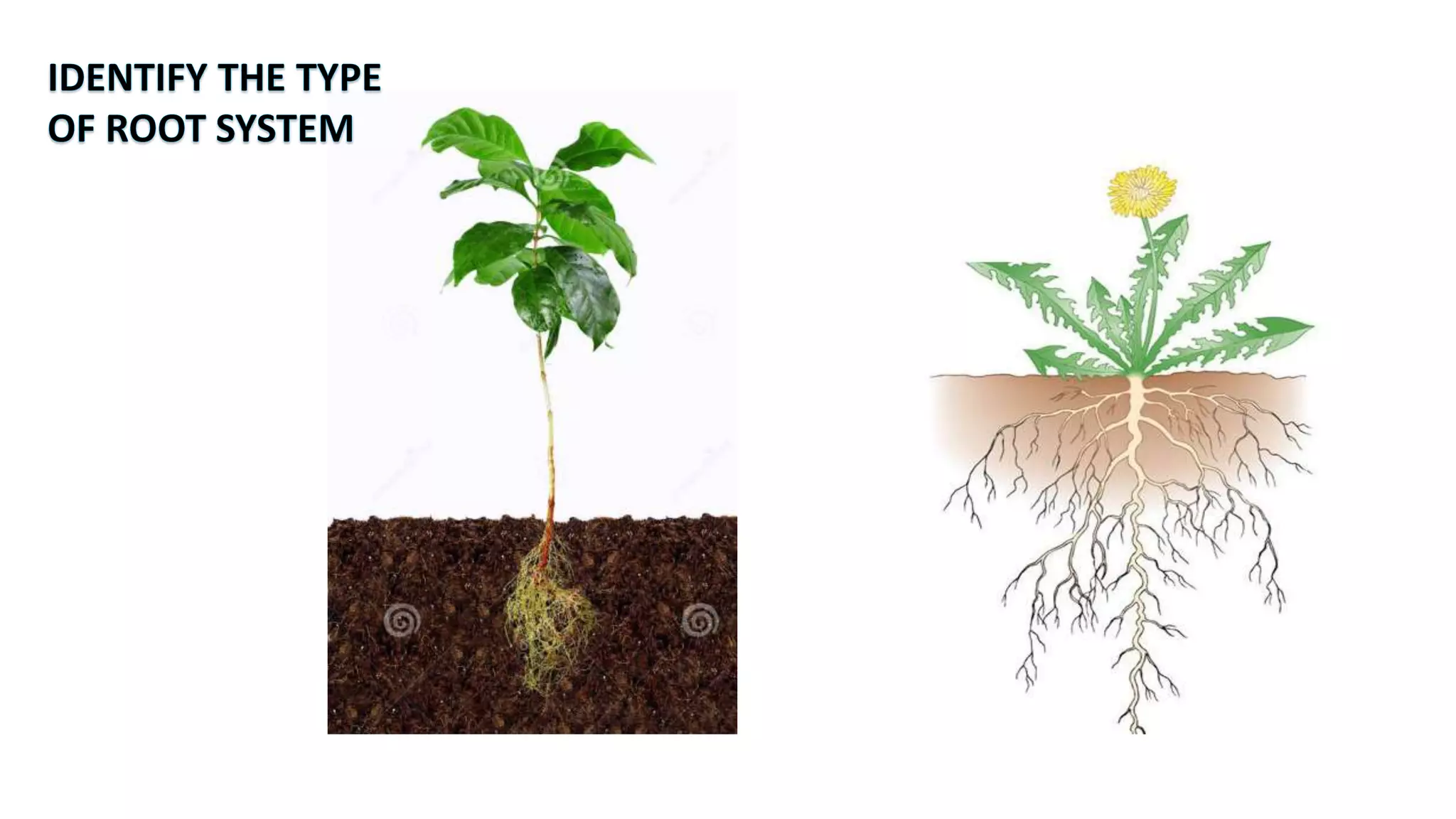 PRIMARY PLANT BODY (root, stem & leaves) | PPTX