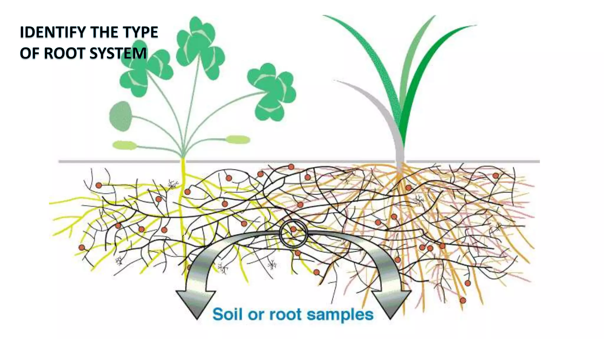 PRIMARY PLANT BODY (root, stem & leaves) | PPTX