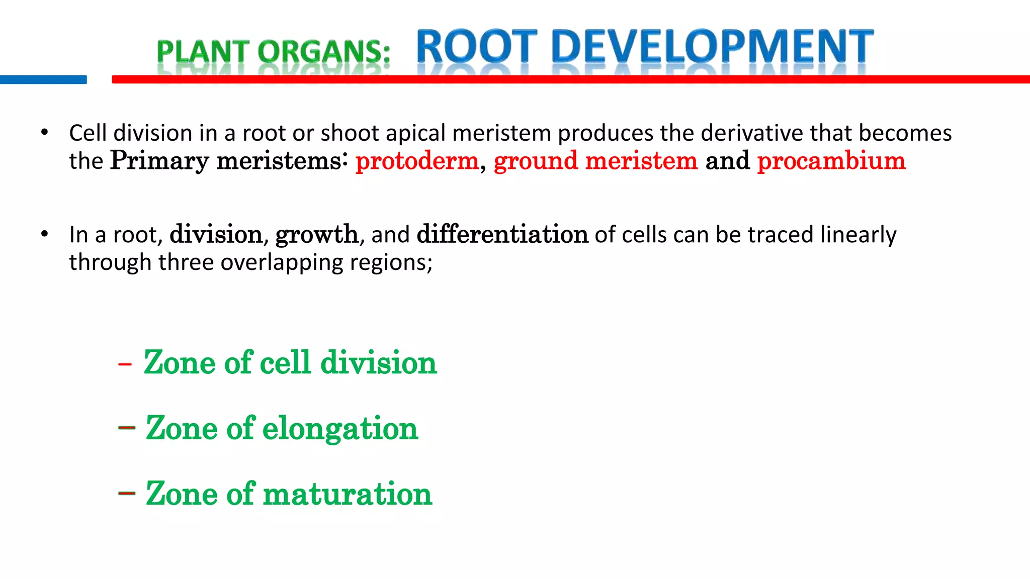 PRIMARY PLANT BODY (root, stem & leaves) | PPTX