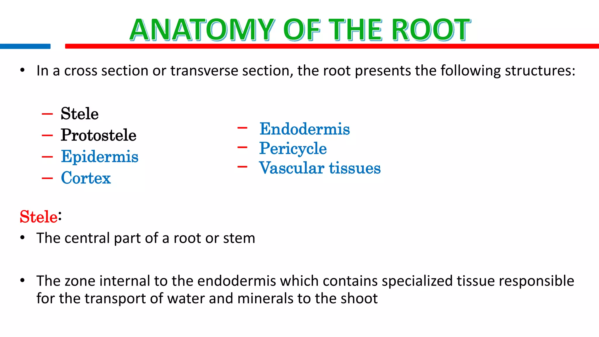 PRIMARY PLANT BODY (root, stem & leaves) | PPTX