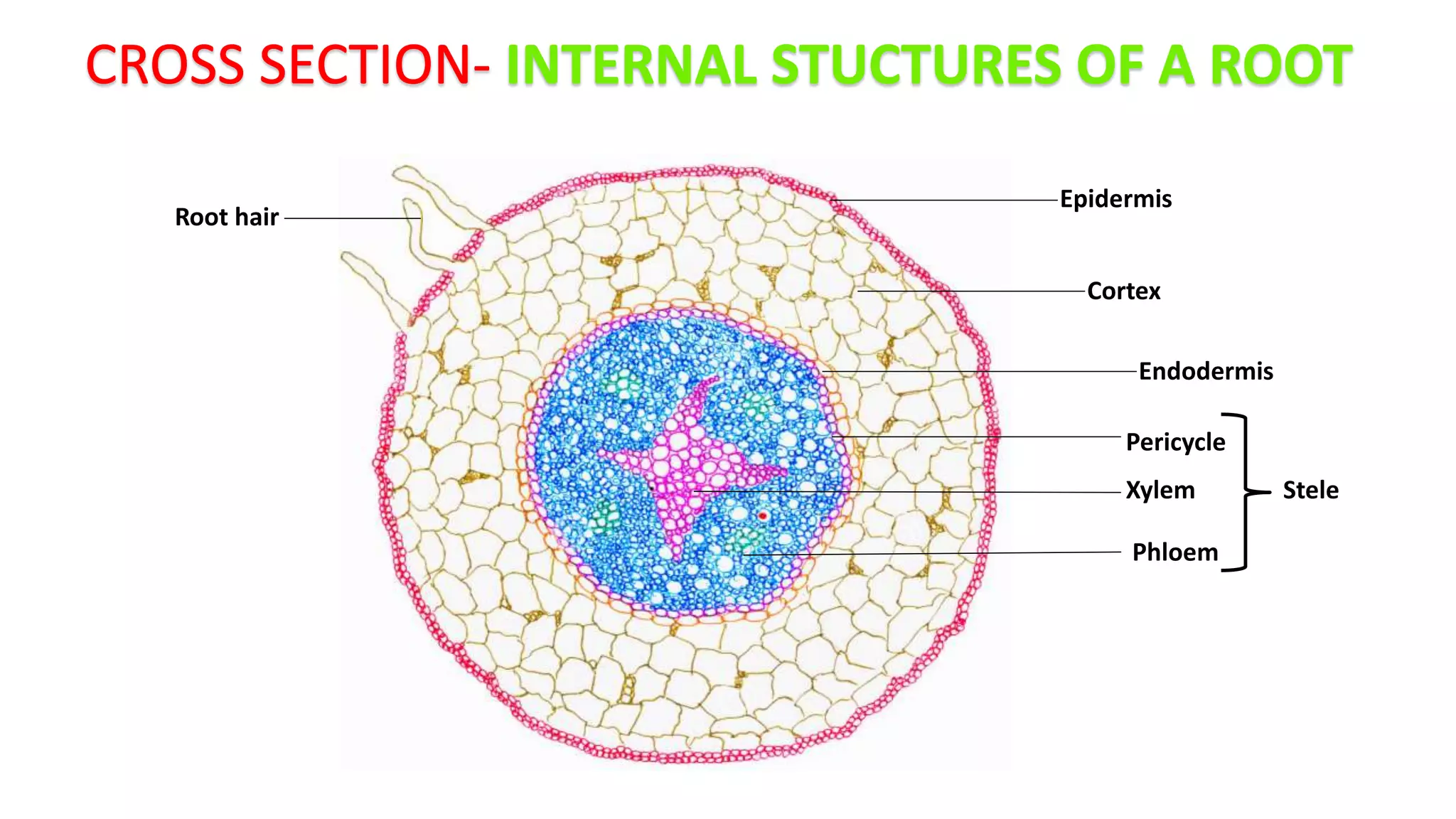 PRIMARY PLANT BODY (root, stem & leaves) | PPTX