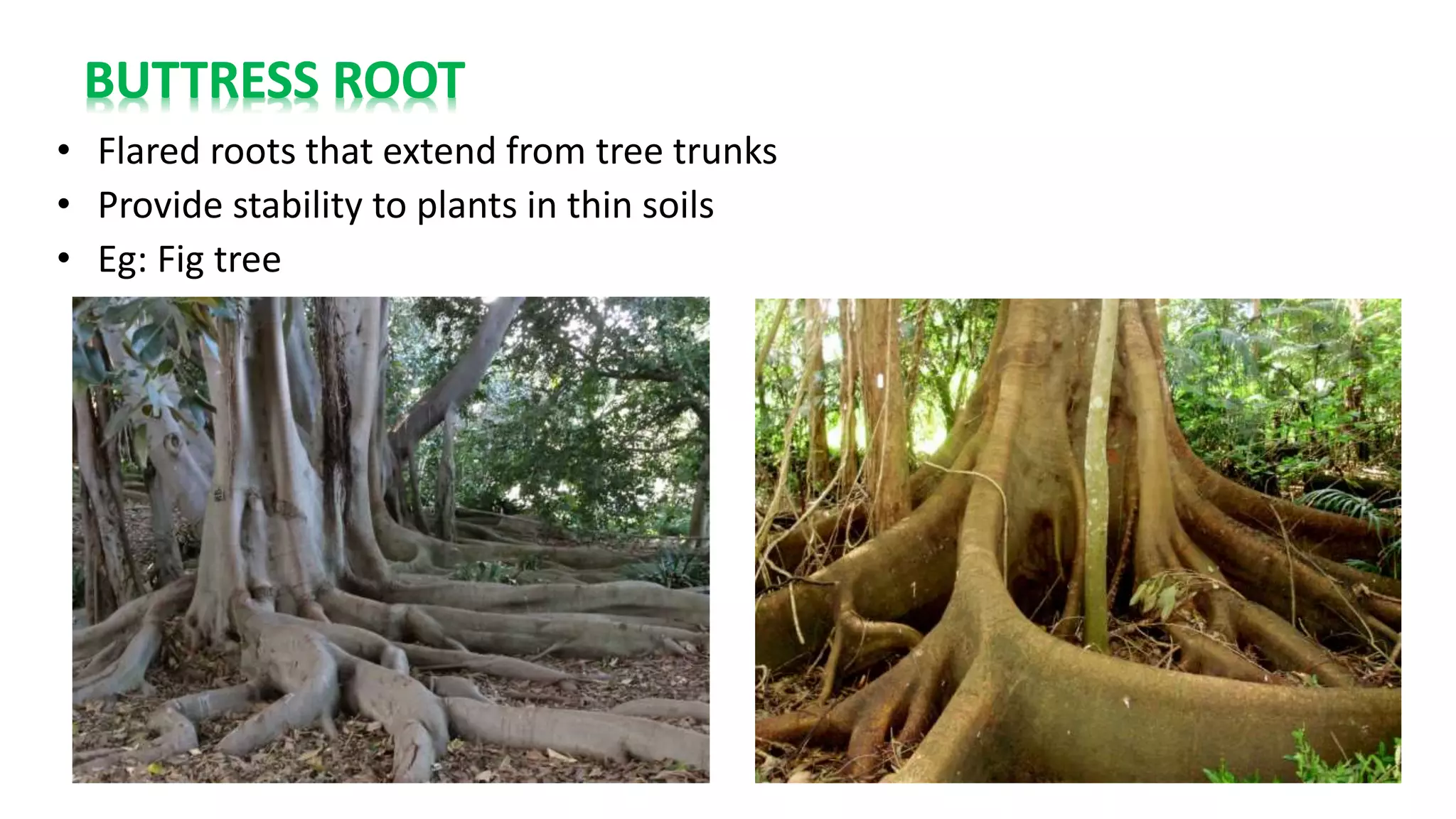 PRIMARY PLANT BODY (root, stem & leaves) | PPTX