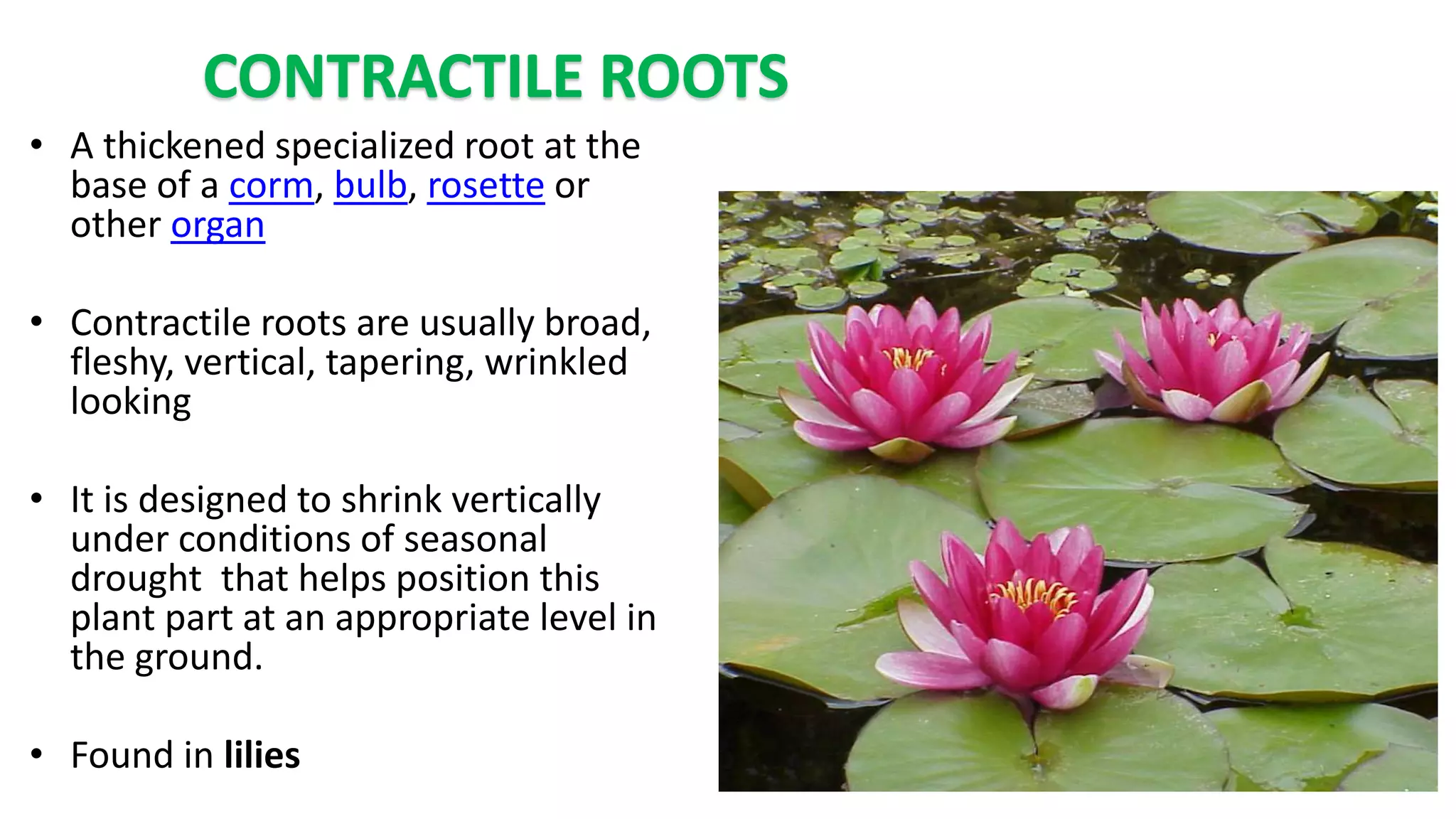 PRIMARY PLANT BODY (root, stem & leaves) | PPTX