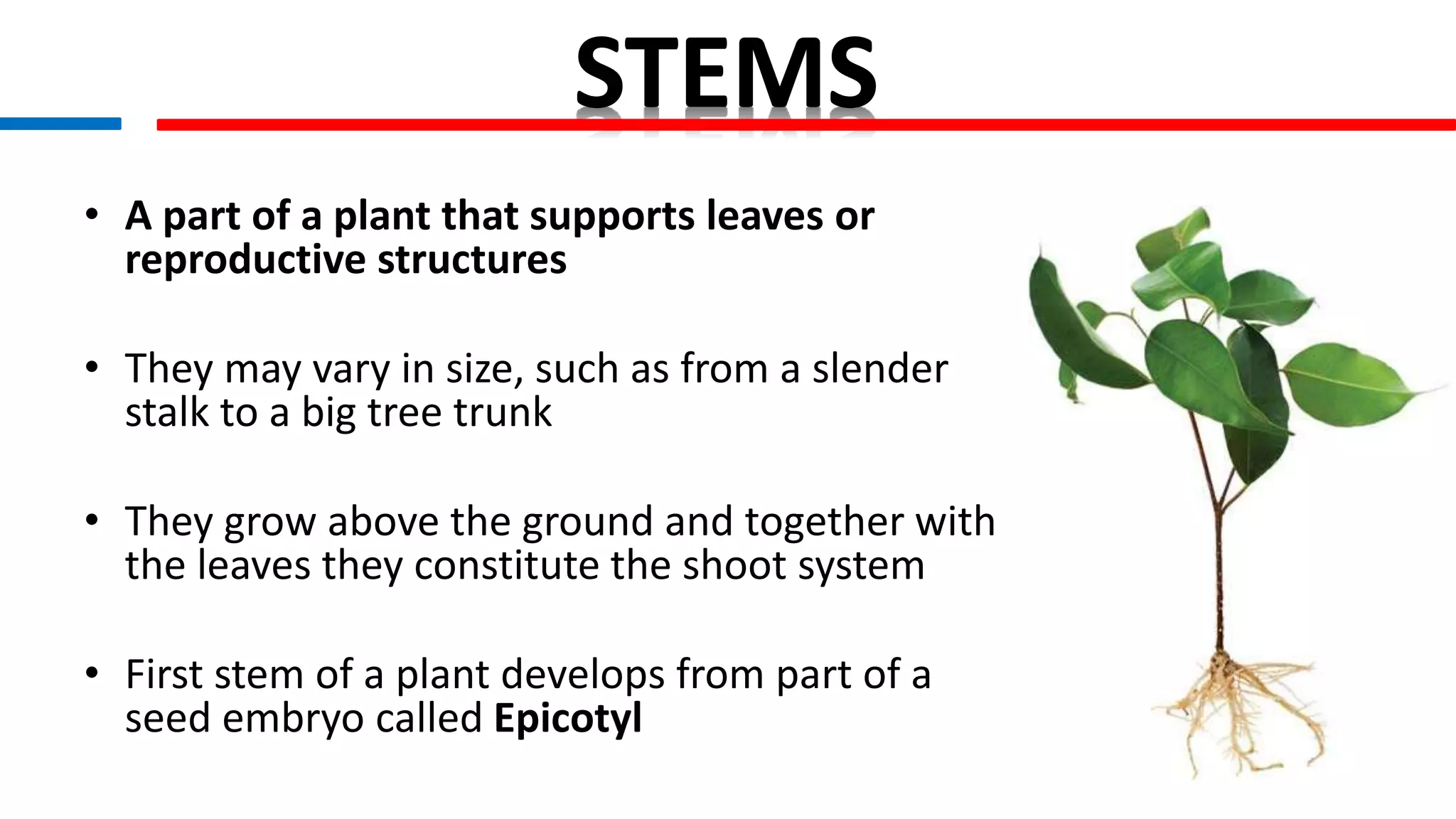 PRIMARY PLANT BODY (root, stem & leaves) | PPTX