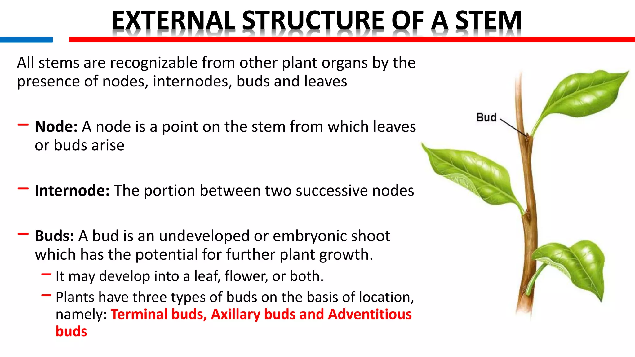 PRIMARY PLANT BODY (root, stem & leaves) | PPTX