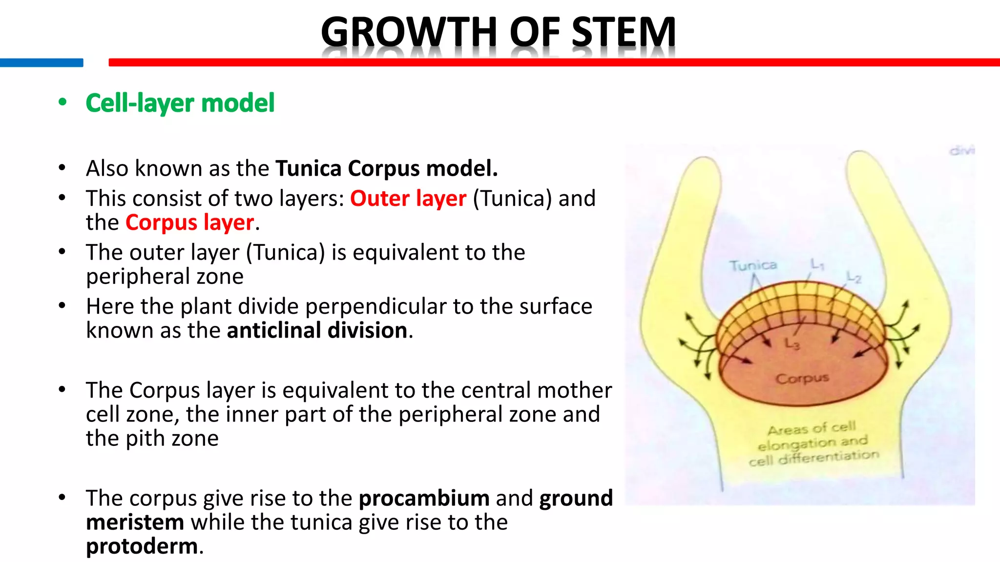 PRIMARY PLANT BODY (root, stem & leaves) | PPTX