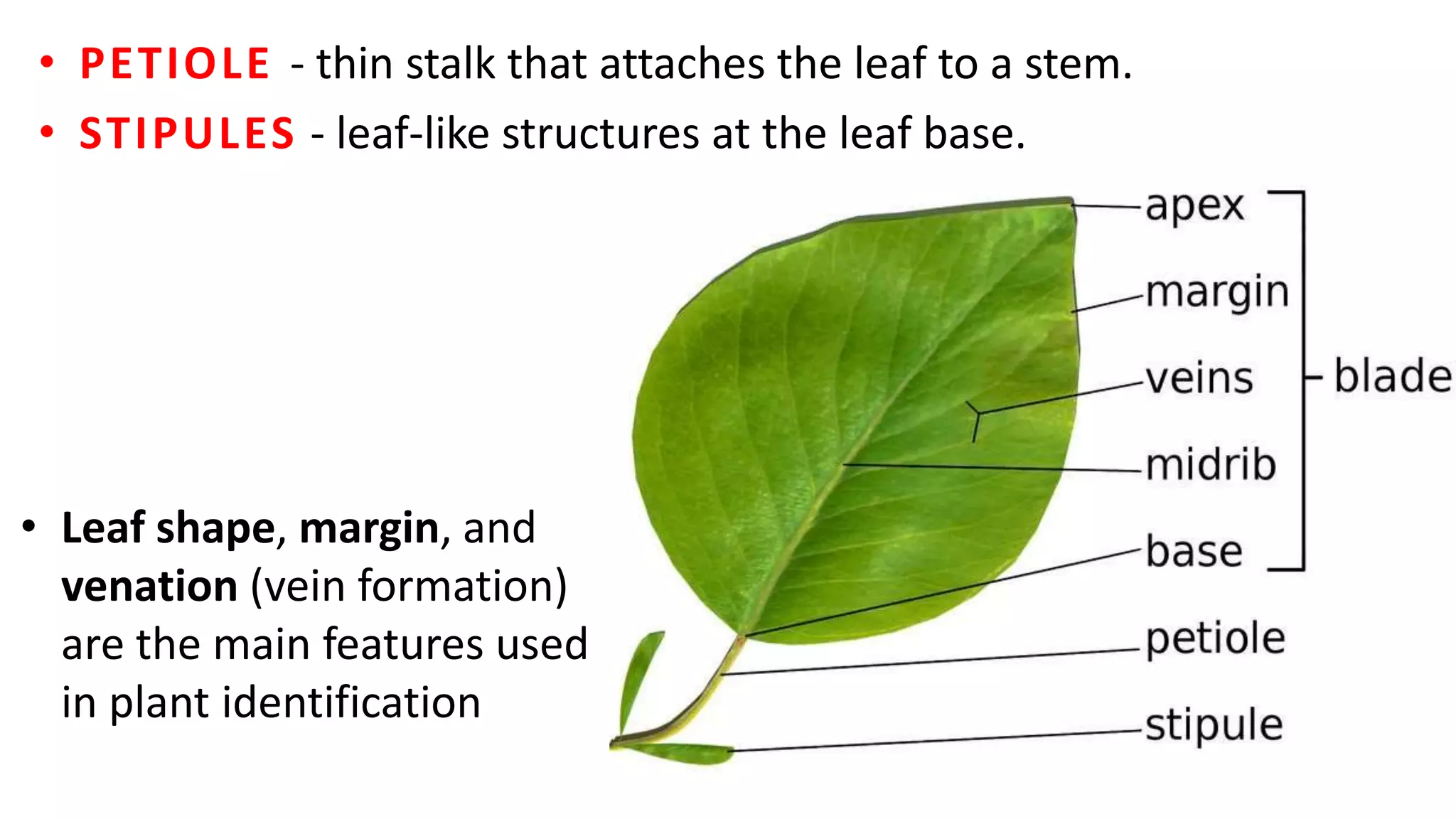 PRIMARY PLANT BODY (root, stem & leaves) | PPTX