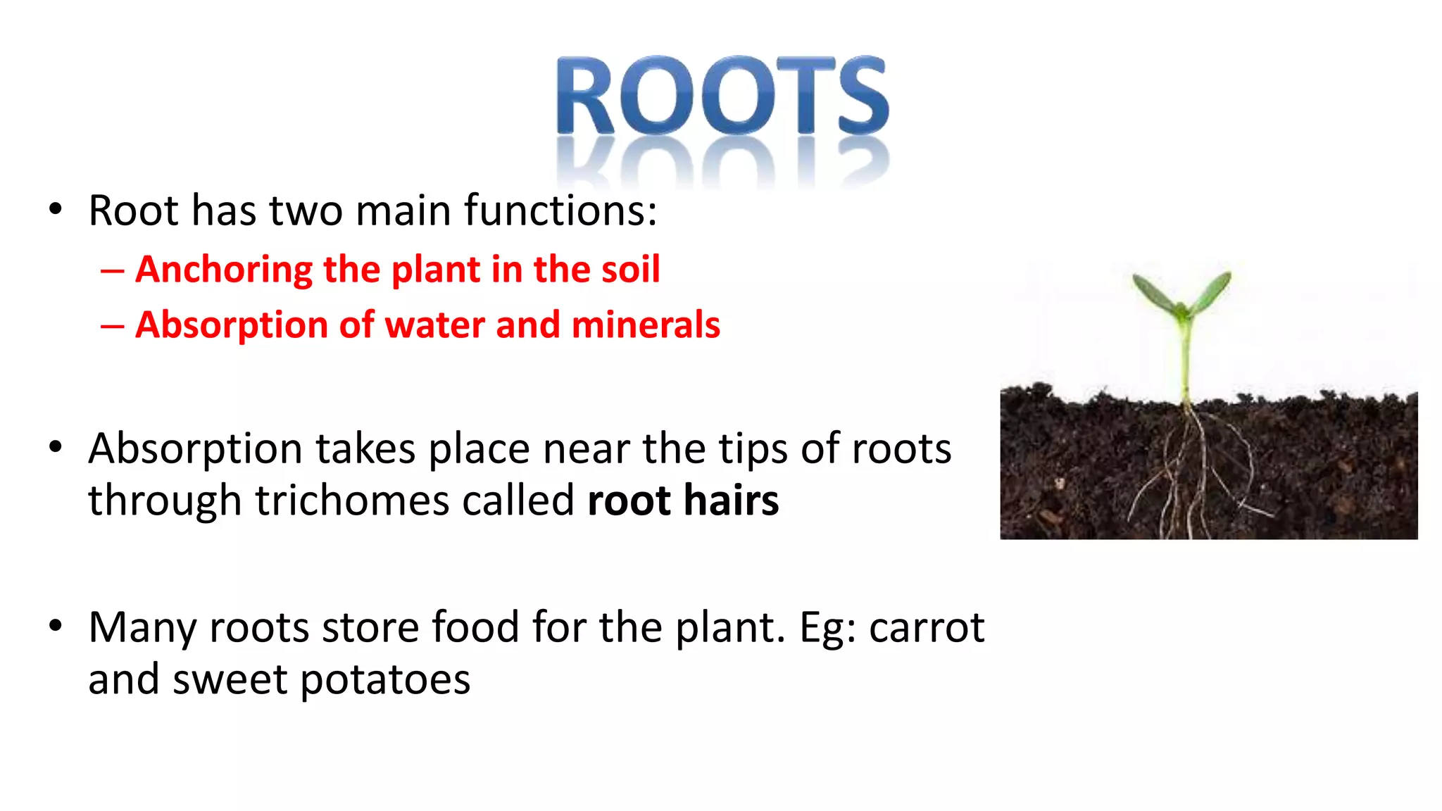 PRIMARY PLANT BODY (root, stem & leaves) | PPTX
