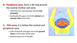 PRIMARY PLANT BODY (root, stem & leaves) | PPTX