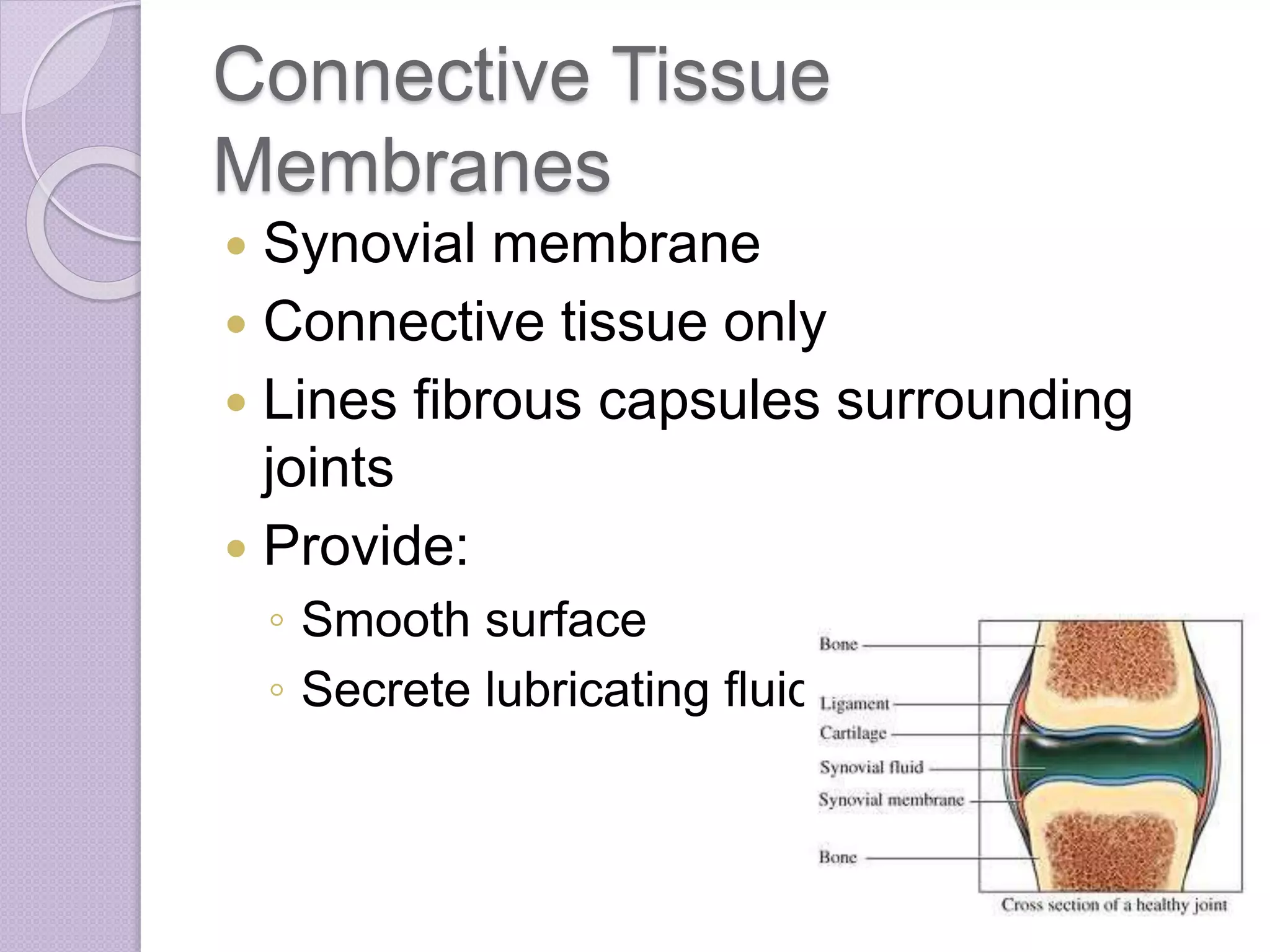 Chapter 4 - Skin and Body Membranes | PPTX