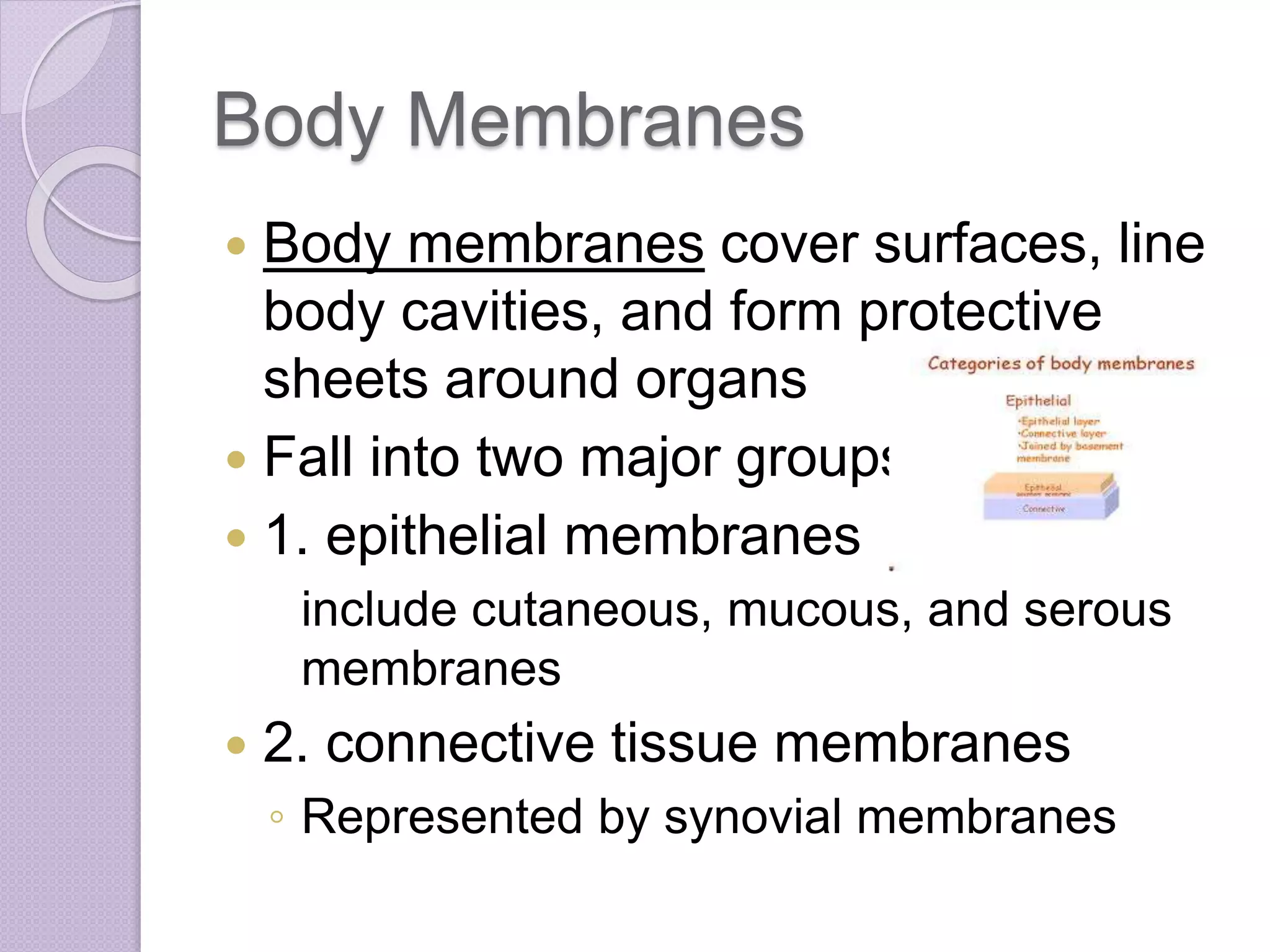 Chapter 4 - Skin and Body Membranes | PPTX