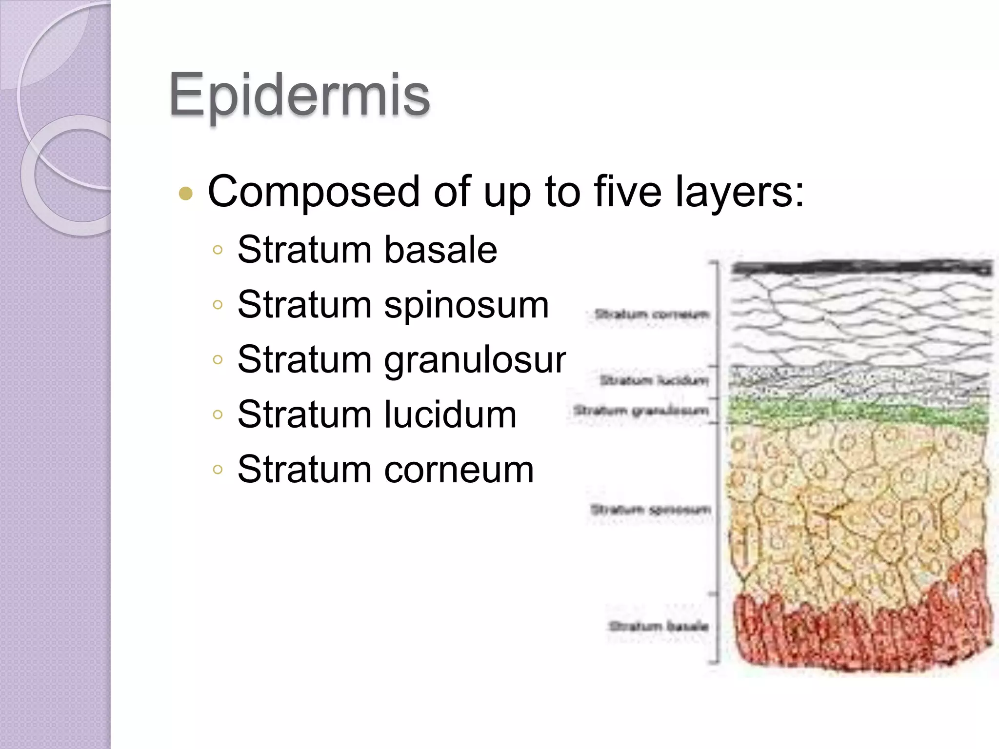 Chapter 4 - Skin and Body Membranes | PPTX