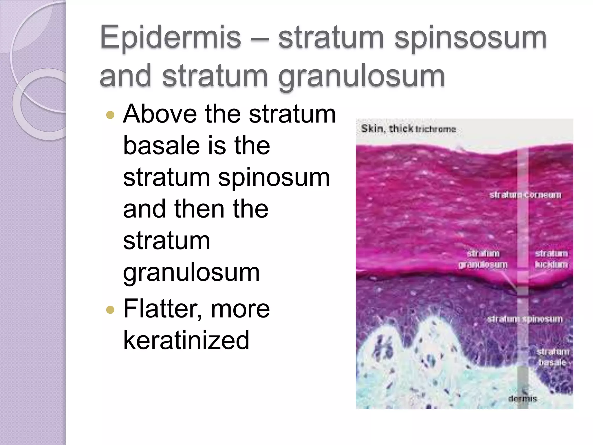 Chapter 4 - Skin and Body Membranes | PPTX