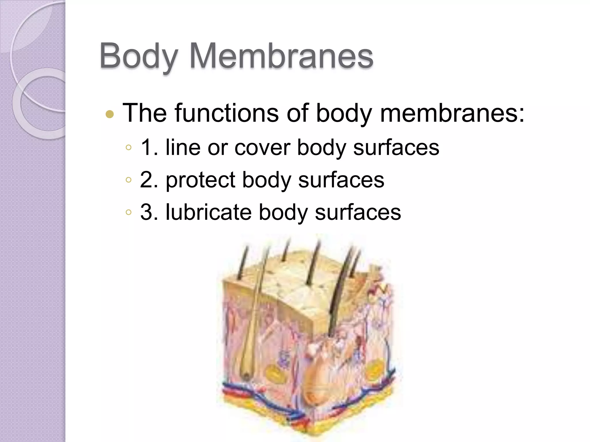 Chapter 4 - Skin and Body Membranes | PPTX