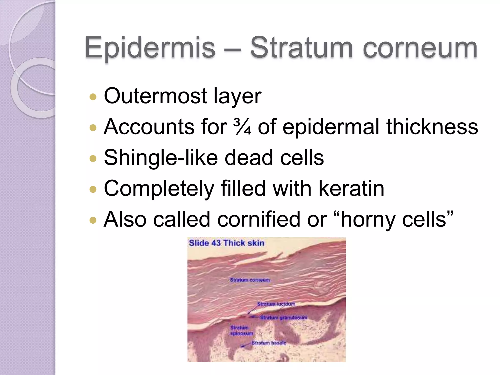 Chapter 4 - Skin and Body Membranes | PPTX