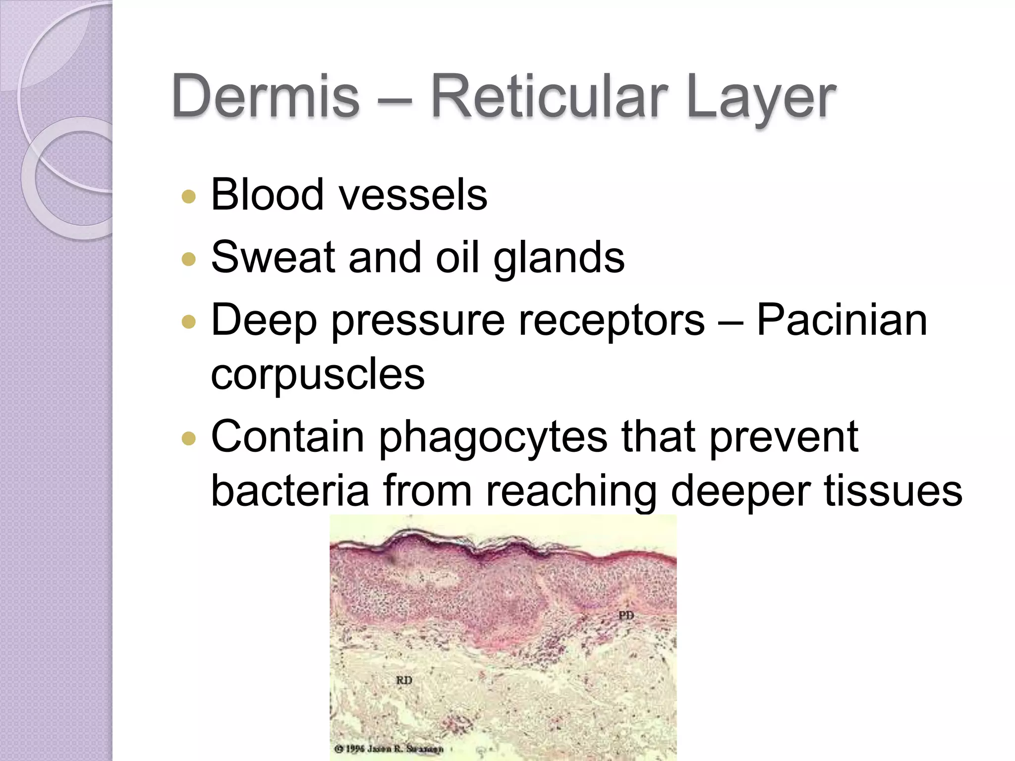 Chapter 4 - Skin and Body Membranes | PPTX