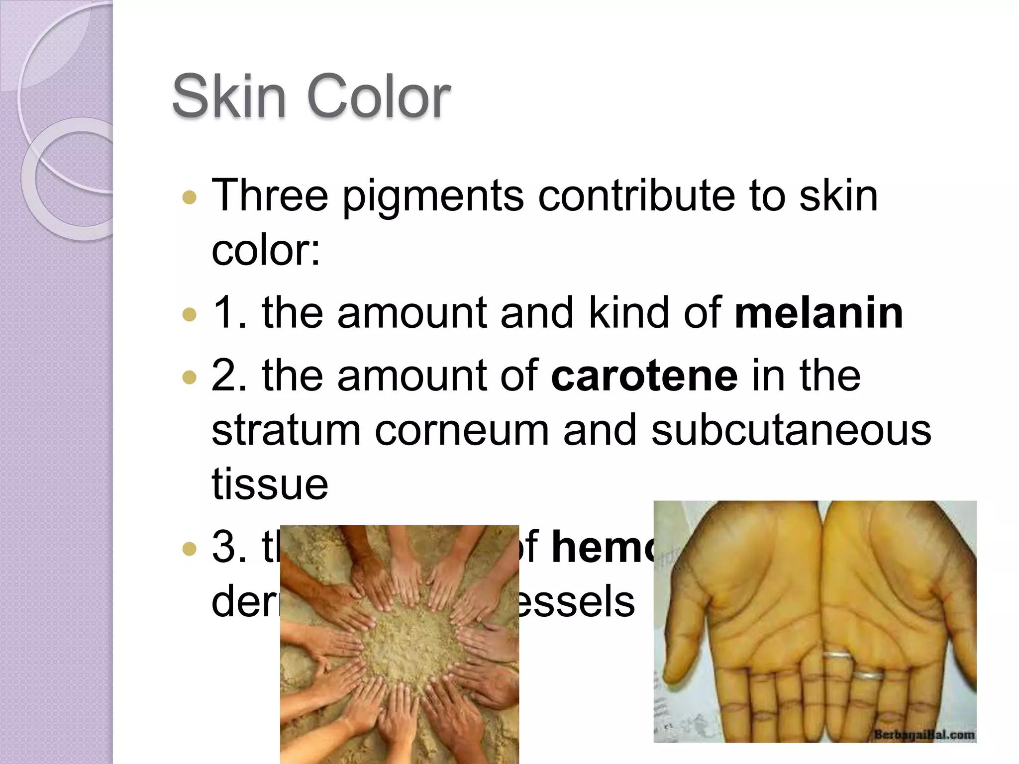 Chapter 4 - Skin and Body Membranes | PPTX