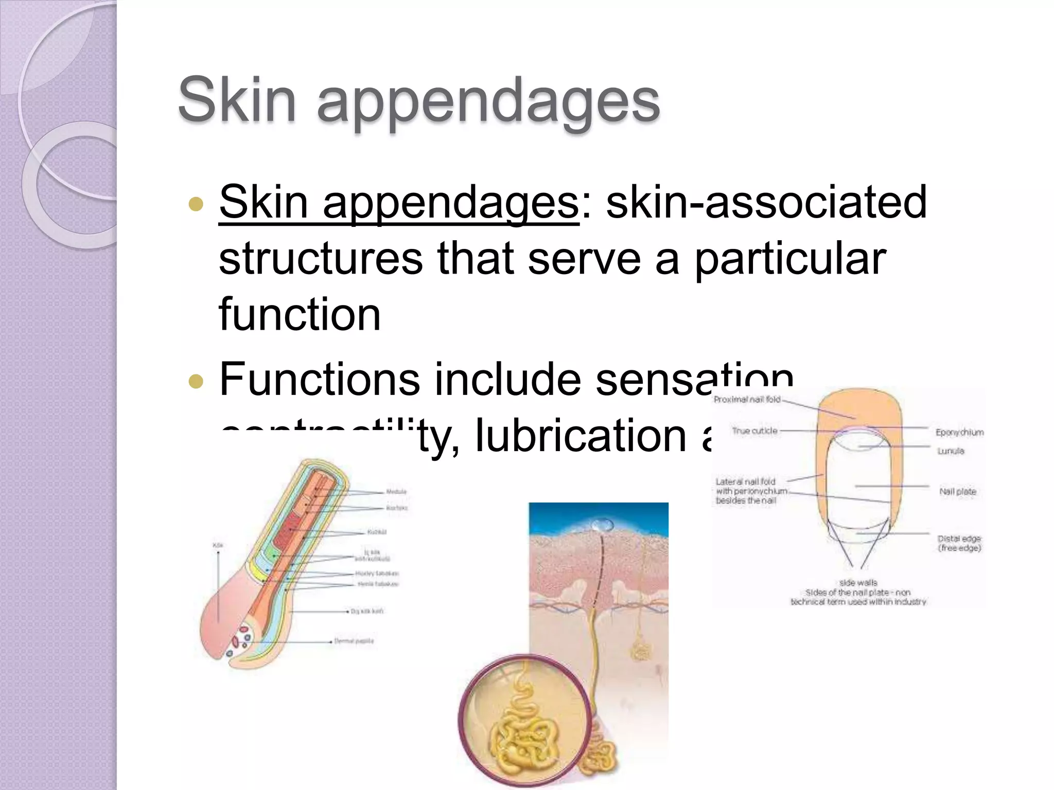 Chapter 4 - Skin and Body Membranes | PPTX