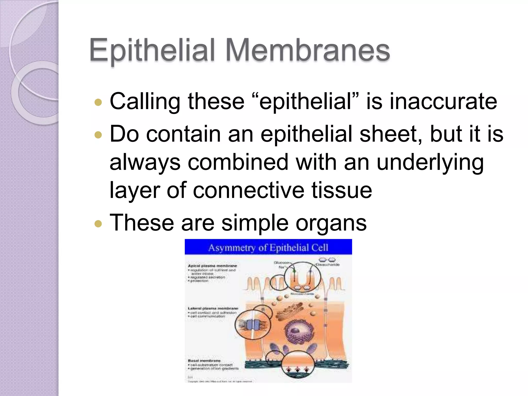 Chapter 4 - Skin and Body Membranes | PPTX