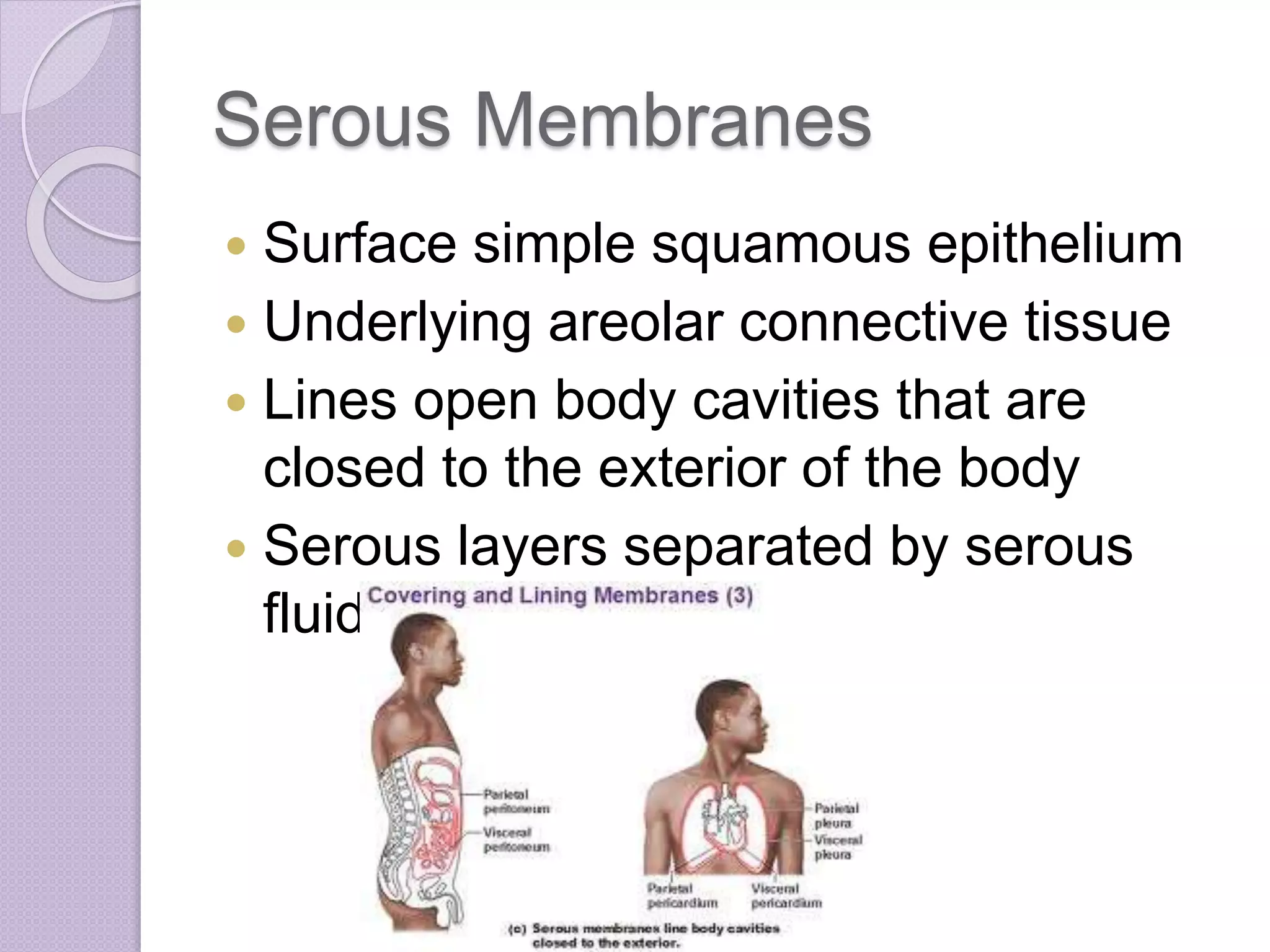 Chapter 4 - Skin and Body Membranes | PPTX