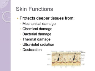 Chapter 4 - Skin and Body Membranes | PPTX
