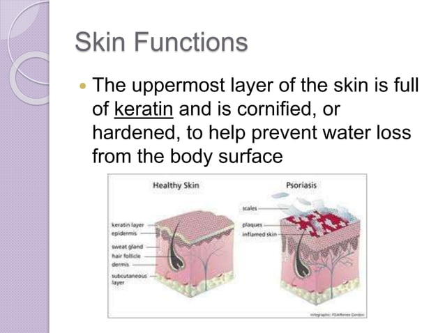 Chapter 4 - Skin and Body Membranes | PPTX | Skin and Dermatology ...