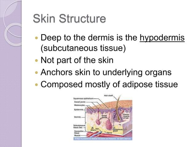 Chapter 4 - Skin and Body Membranes | PPTX | Skin and Dermatology ...