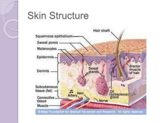 Chapter 4 - Skin and Body Membranes | PPTX