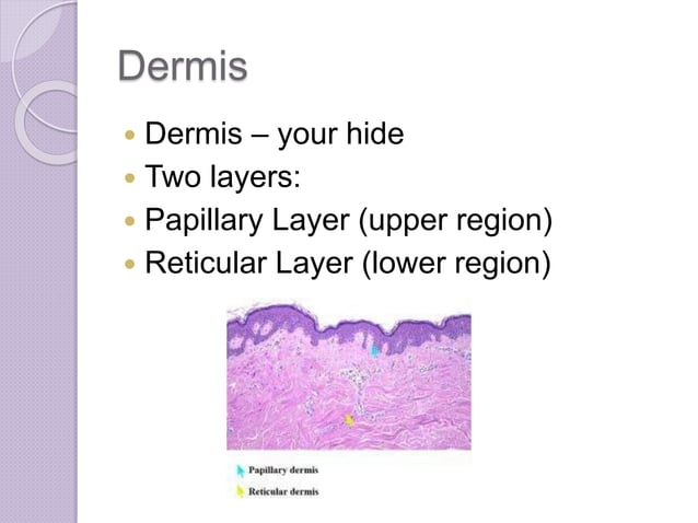 Chapter 4 - Skin and Body Membranes | PPTX | Skin and Dermatology ...