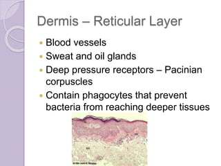 Chapter 4 - Skin and Body Membranes | PPTX