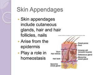 Chapter 4 - Skin and Body Membranes | PPTX