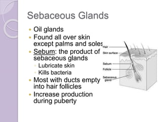 Chapter 4 - Skin and Body Membranes | PPTX