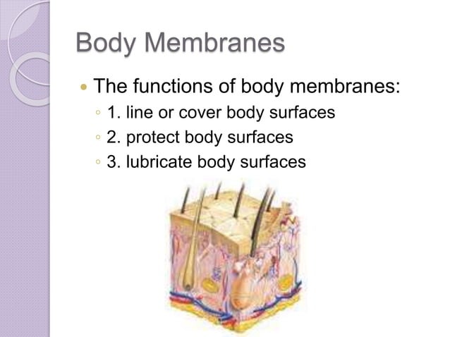 Chapter 4 Skin And Body Membranes chapter-4-skin-and-body-membranes