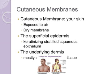 Cutaneous Membrane Diagram