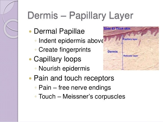 Chapter 4 - Skin and Body Membranes