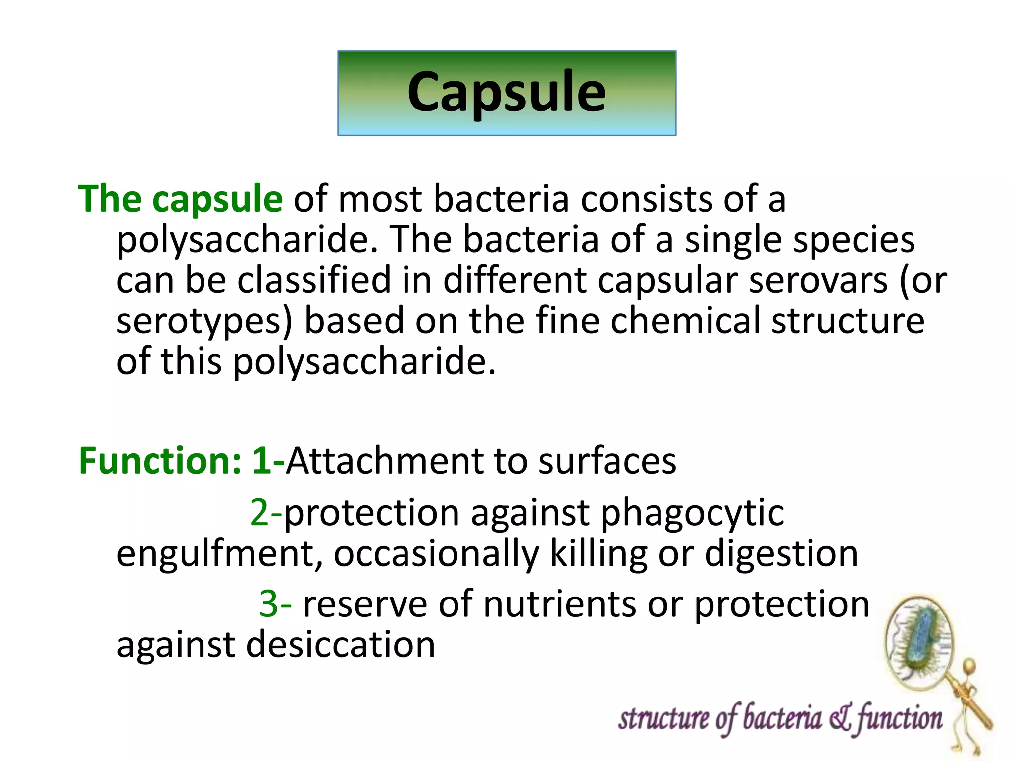Chapter 4 Introduction to Bacteria: Definition, Structure and Function ...