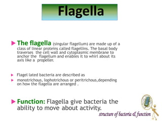 Chapter 4 Introduction to Bacteria: Definition, Structure and Function ...