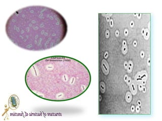 Chapter 4 Introduction to Bacteria: Definition, Structure and Function ...