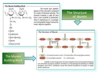 Chapter 4 Introduction to Bacteria: Definition, Structure and Function ...